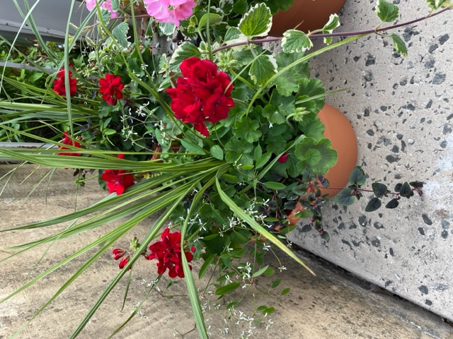 Wakefield Plant Sale 2025