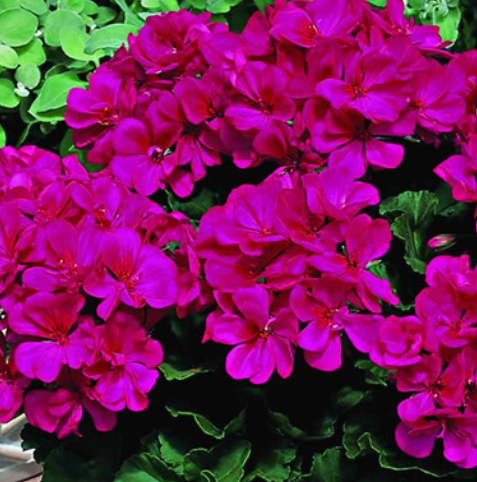 Wakefield Plant Sale 2025